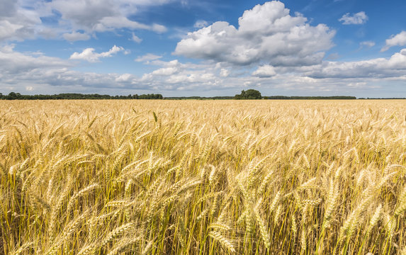 Durum Wheat