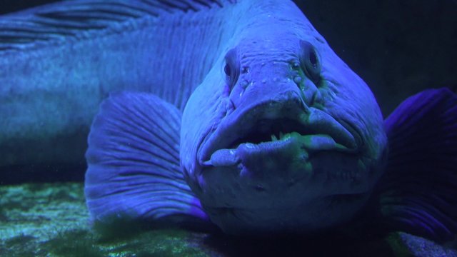 Wolfsfisch Images – Browse 14 Stock Photos, Vectors, and Video | Adobe ...