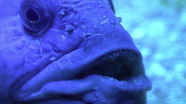 「Wolfsfisch」の写真素材 | 14件の無料イラスト画像 | Adobe Stock