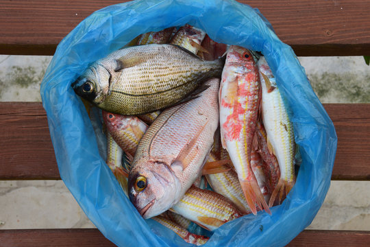 Fresh Fish In Bag Images – Browse 4,693 Stock Photos, Vectors, and ...