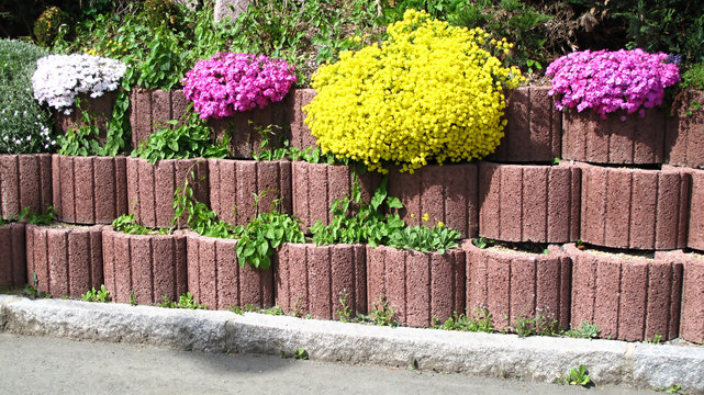 "Alpine Plants" Images – Browse 17,863 Stock Photos, Vectors, and Video ...