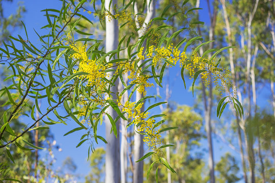 "Golden Wattle" Images – Browse 15 Stock Photos, Vectors, and Video ...