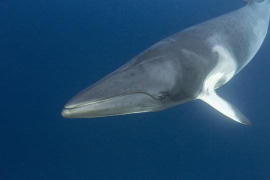 Minkwal Bilder – Durchsuchen 129 Archivfotos, Vektorgrafiken und Videos ...