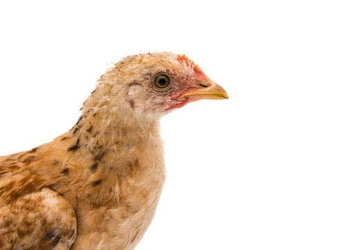 รูปภาพPullet – เลือกดูภาพถ่ายสต็อก เวกเตอร์ และวิดีโอ2,668,068 | Adobe ...