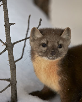 American Marten