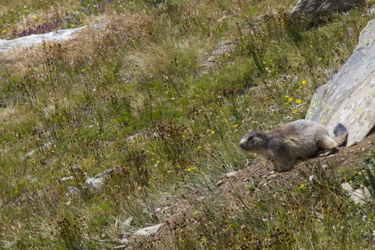 Topolone bilder – Bläddra bland 243 stockfoton, vektorer och videor ...