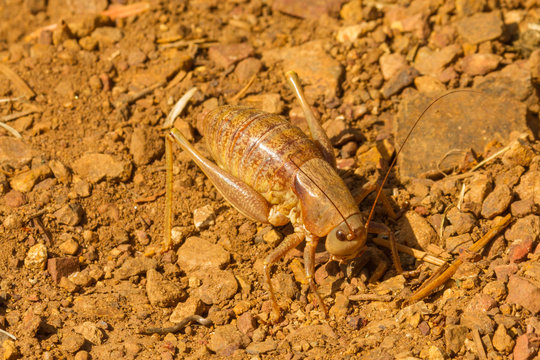 รูปภาพSprickets – เลือกดูภาพถ่ายสต็อก เวกเตอร์ และวิดีโอ175 | Adobe Stock
