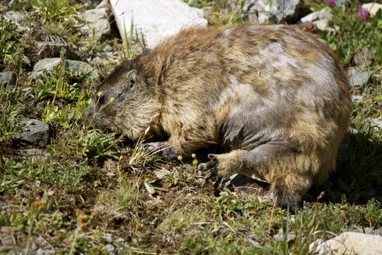 「Topolone」の画像 - 243 件の Stock 写真、ベクターおよびビデオ | Adobe Stock