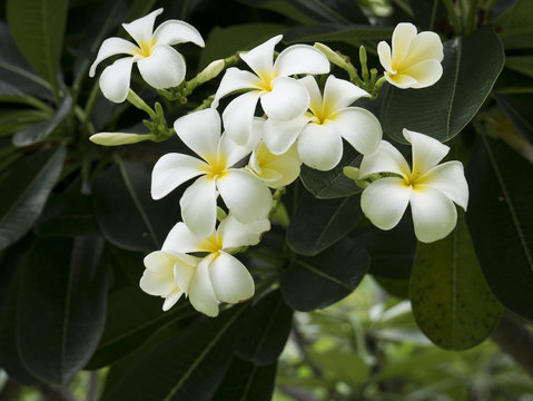 รูปภาพTemple-Tree – เลือกดูภาพถ่ายสต็อก เวกเตอร์ และวิดีโอ182 | Adobe Stock