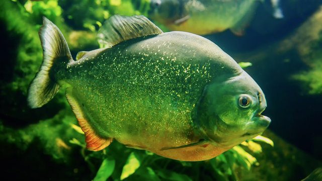 รูปภาพPirania – เลือกดูภาพถ่ายสต็อก เวกเตอร์ และวิดีโอ383 | Adobe Stock