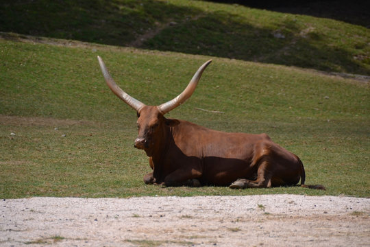 Baffalo Images – Browse 133 Stock Photos, Vectors, and Video | Adobe Stock