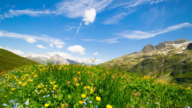 รูปภาพAlpenwiese – เลือกดูภาพถ่ายสต็อก เวกเตอร์ และวิดีโอ1,496 | Adobe ...
