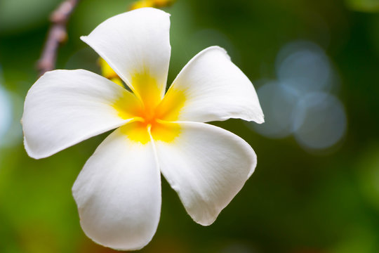 รูปภาพTemple-Tree – เลือกดูภาพถ่ายสต็อก เวกเตอร์ และวิดีโอ182 | Adobe Stock