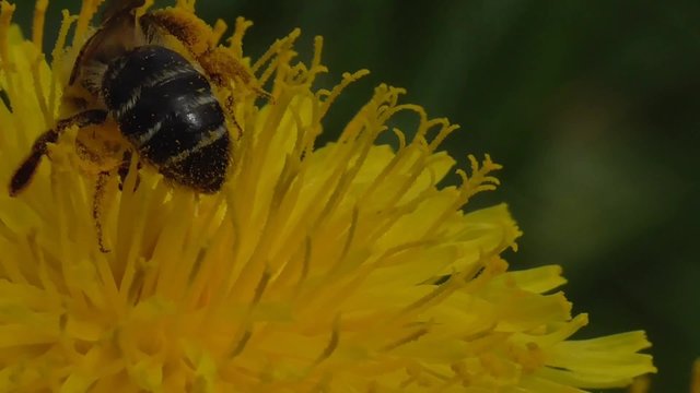 Fleis Bilder – Durchsuchen 35 Archivfotos, Vektorgrafiken und Videos ...