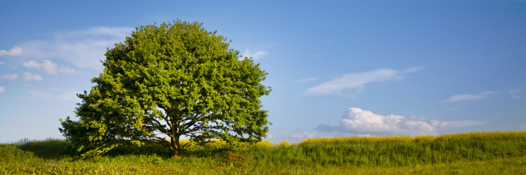 Sommereiche Bilder – Durchsuchen 17,051 Archivfotos, Vektorgrafiken und ...