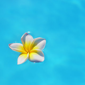 รูปภาพPlumer – เลือกดูภาพถ่ายสต็อก เวกเตอร์ และวิดีโอ441 | Adobe Stock