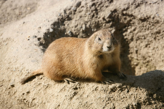 「Mungg」の写真素材 | 4件の無料イラスト画像 | Adobe Stock