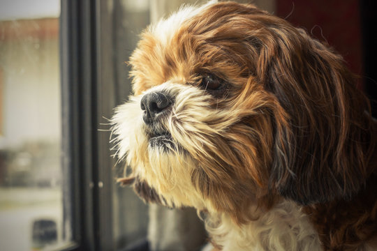 รูปภาพShitzu – เลือกดูภาพถ่ายสต็อก เวกเตอร์ และวิดีโอ81,985 | Adobe Stock