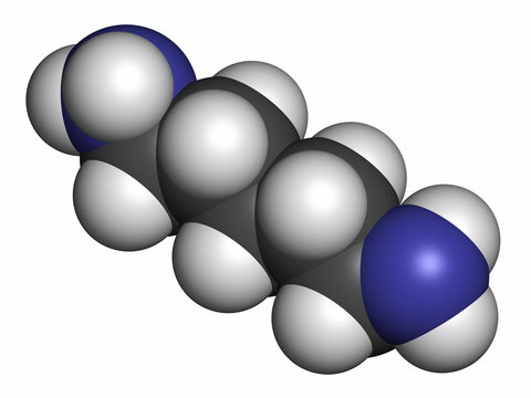 Cadaverin Images – Browse 14 Stock Photos, Vectors, and Video | Adobe Stock