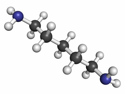 Cadaverin bilder – Bläddra bland 14 stockfoton, vektorer och videor ...