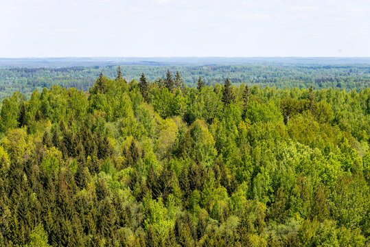 60 BEST Pintree IMAGES, STOCK PHOTOS & VECTORS | Adobe Stock