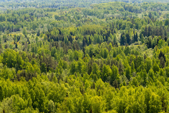 60 BEST Pintree IMAGES, STOCK PHOTOS & VECTORS | Adobe Stock