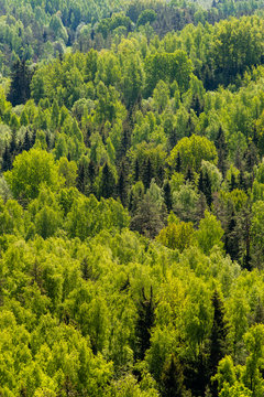 60 BEST Pintree IMAGES, STOCK PHOTOS & VECTORS | Adobe Stock