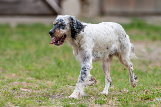"Setter Inglese" bilder – Bläddra bland 131 stockfoton, vektorer och ...