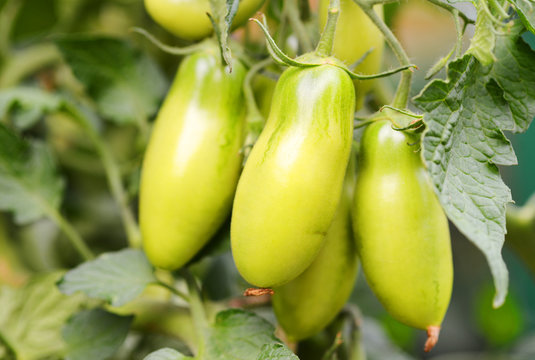 รูปภาพTomatenstaude – เลือกดูภาพถ่ายสต็อก เวกเตอร์ และวิดีโอ131 | Adobe ...