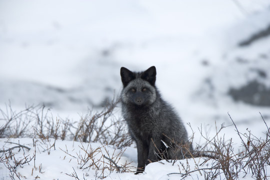 Silberfuchs Images – Browse 75 Stock Photos, Vectors, and Video | Adobe ...