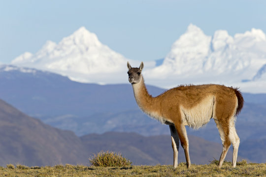 Guanako Billeder – Gennemse 15,659 stockfotos, vektorer og videoer ...