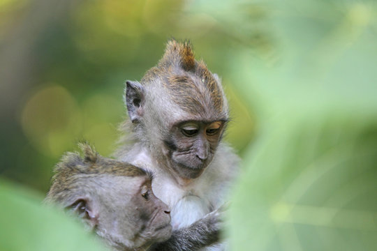 Affenbaby bilder – Bläddra bland 715 stockfoton, vektorer och videor ...