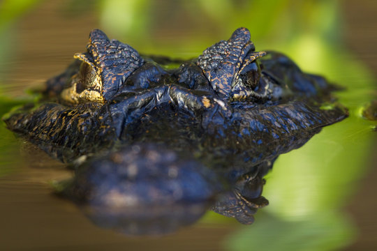 Imagens de Krokodil – Explore Fotografias do Stock, Vetores e Vídeos de ...