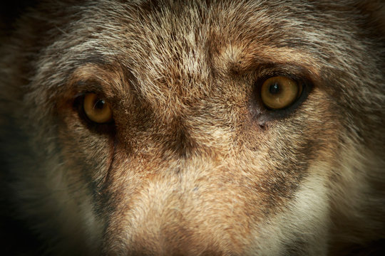 Wolfsaugen Images – Browse 64 Stock Photos, Vectors, and Video | Adobe ...