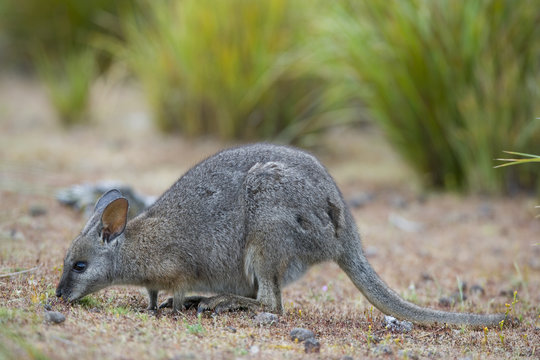 Dama-Wallaby Bilder – Durchsuchen 9 Archivfotos, Vektorgrafiken und ...