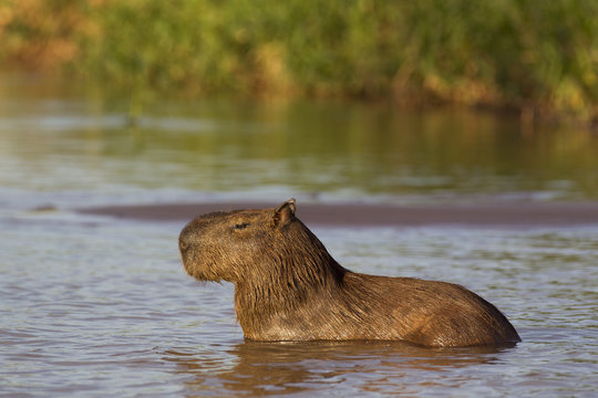 Capybara Bilder – Durchsuchen 13,741 Archivfotos, Vektorgrafiken und ...