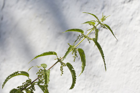 รูปภาพHistamine – เลือกดูภาพถ่ายสต็อก เวกเตอร์ และวิดีโอ2,430 | Adobe Stock