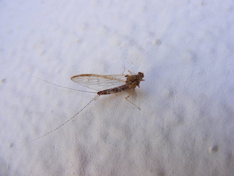 「Effimera」の写真素材 | 83件の無料イラスト画像 | Adobe Stock