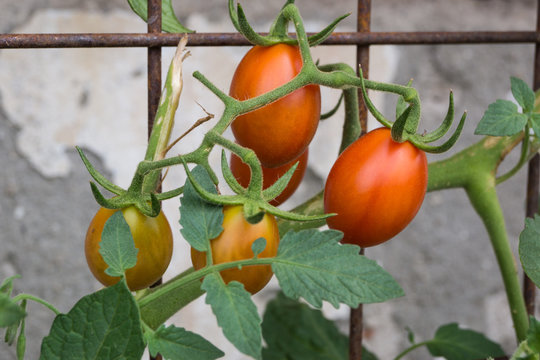 Tomatenstaude bilder – Bläddra bland 132 stockfoton, vektorer och ...