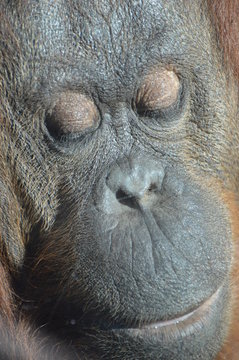 Sivapithecus Bilder – Durchsuchen 133 Archivfotos, Vektorgrafiken und ...