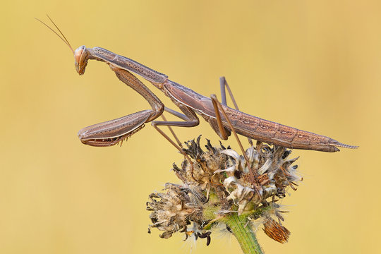 Imágenes de Mantide: descubre bancos de fotos, ilustraciones, vectores ...