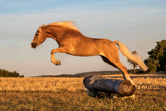 Absprung Images – Browse 37 Stock Photos, Vectors, and Video | Adobe Stock