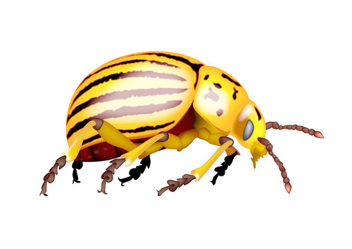 Dorifor - Images et vidéos libres de droits | Adobe Stock