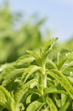 รูปภาพSugar-Leaf – เลือกดูภาพถ่ายสต็อก เวกเตอร์ และวิดีโอ144 | Adobe Stock