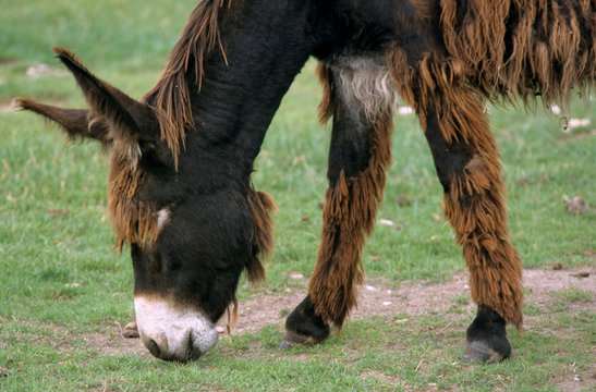 รูปภาพBaudet – เลือกดูภาพถ่ายสต็อก เวกเตอร์ และวิดีโอ649 | Adobe Stock