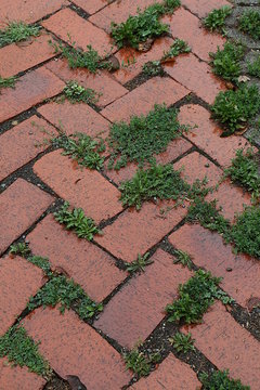 Rasensteine Images – Browse 13 Stock Photos, Vectors, and Video | Adobe ...