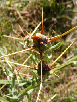 Distelarten-Bilder: Stock-Fotos & -Videos. | Adobe Stock