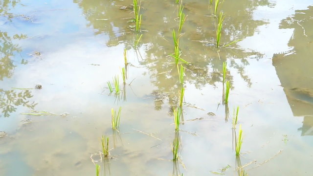 "Rice Stalks" Images – Browse 63 Stock Photos, Vectors, and Video ...