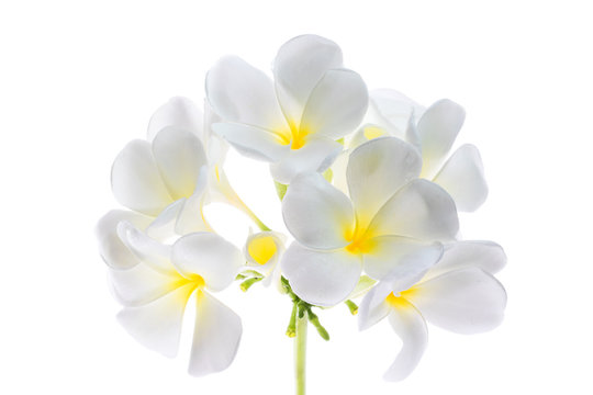 รูปภาพTemple-Tree – เลือกดูภาพถ่ายสต็อก เวกเตอร์ และวิดีโอ186 | Adobe Stock