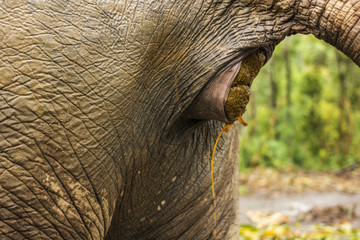 Elephant Poop photos, royalty-free images, graphics, vectors & videos ...